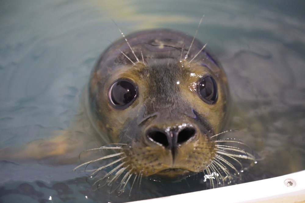 Make a New Year’s resolution for animals