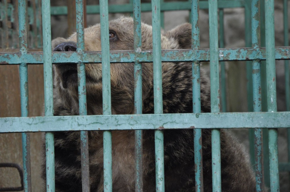 Earth Day 2023 | World Animal Protection