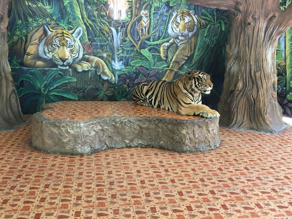 Captive tiger breeding breeds suffering | World Animal Protection