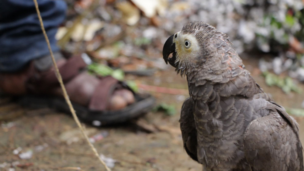 A day in the life of a poached parrot