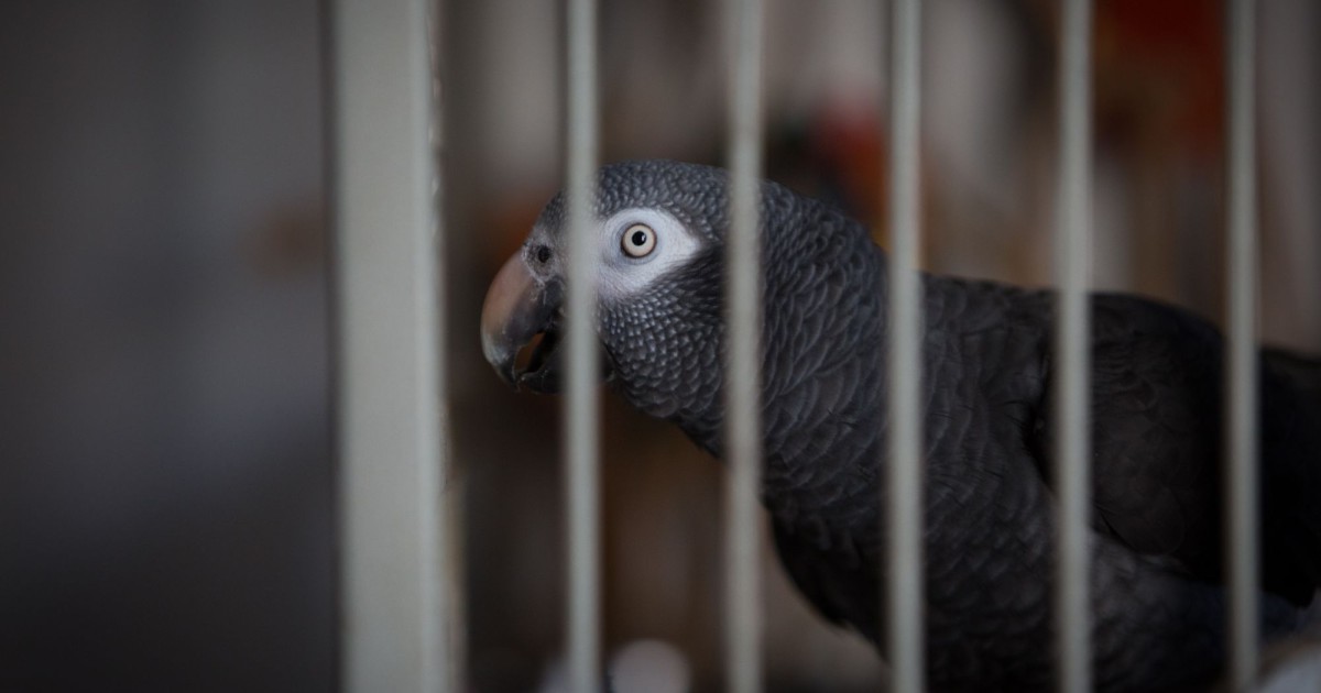 A day in the life of a pet parrot