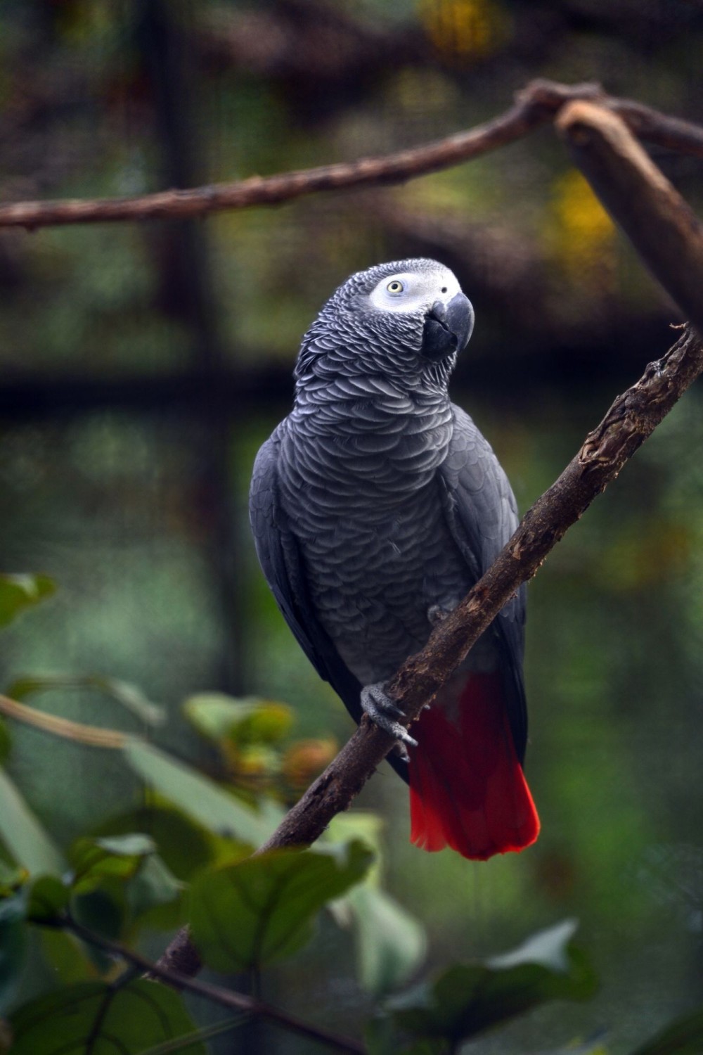A day in the life of a poached parrot