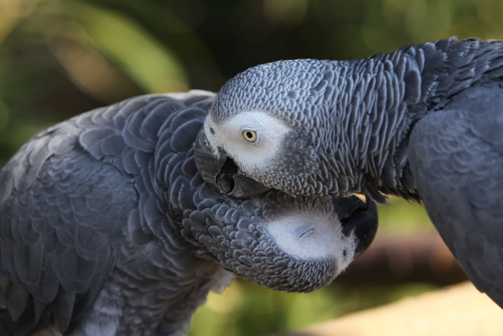 A day in the life of a poached parrot