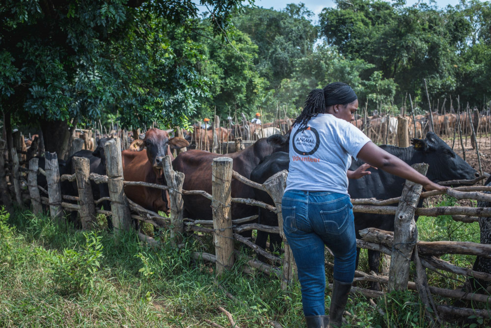 Climate change and species extinction | World Animal Protection