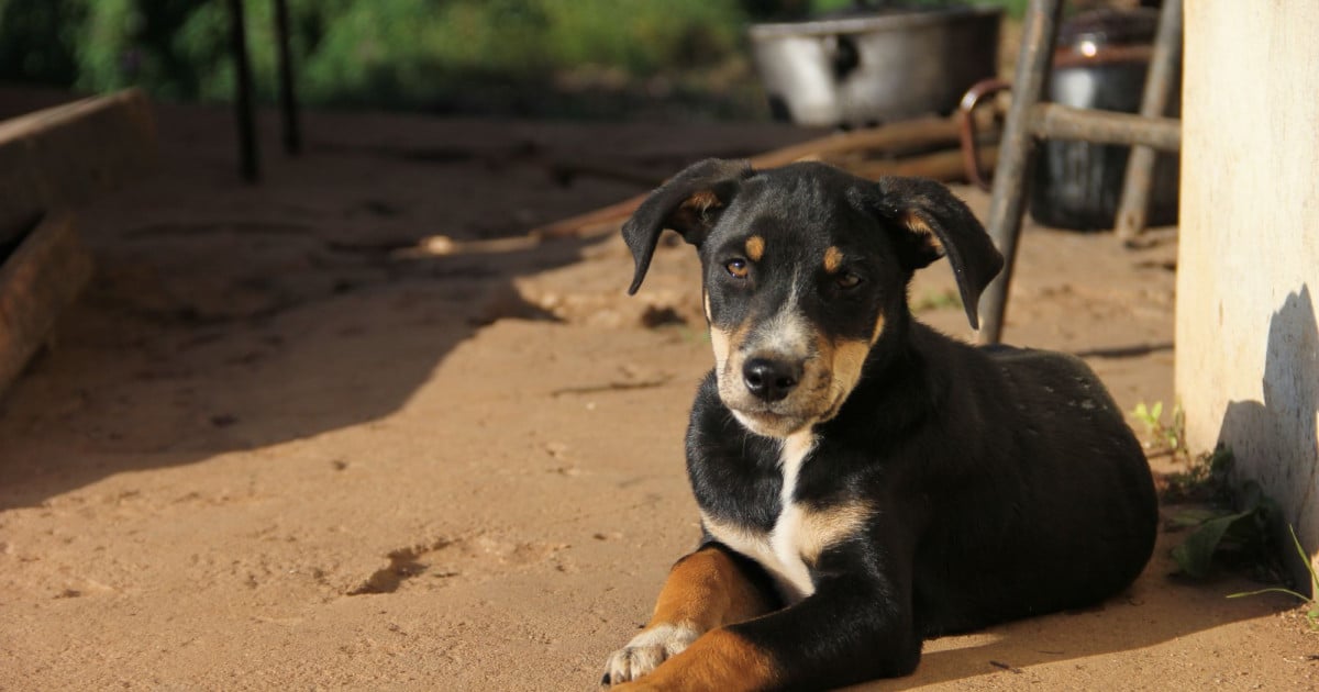 What's your 2020 resolution for animals?