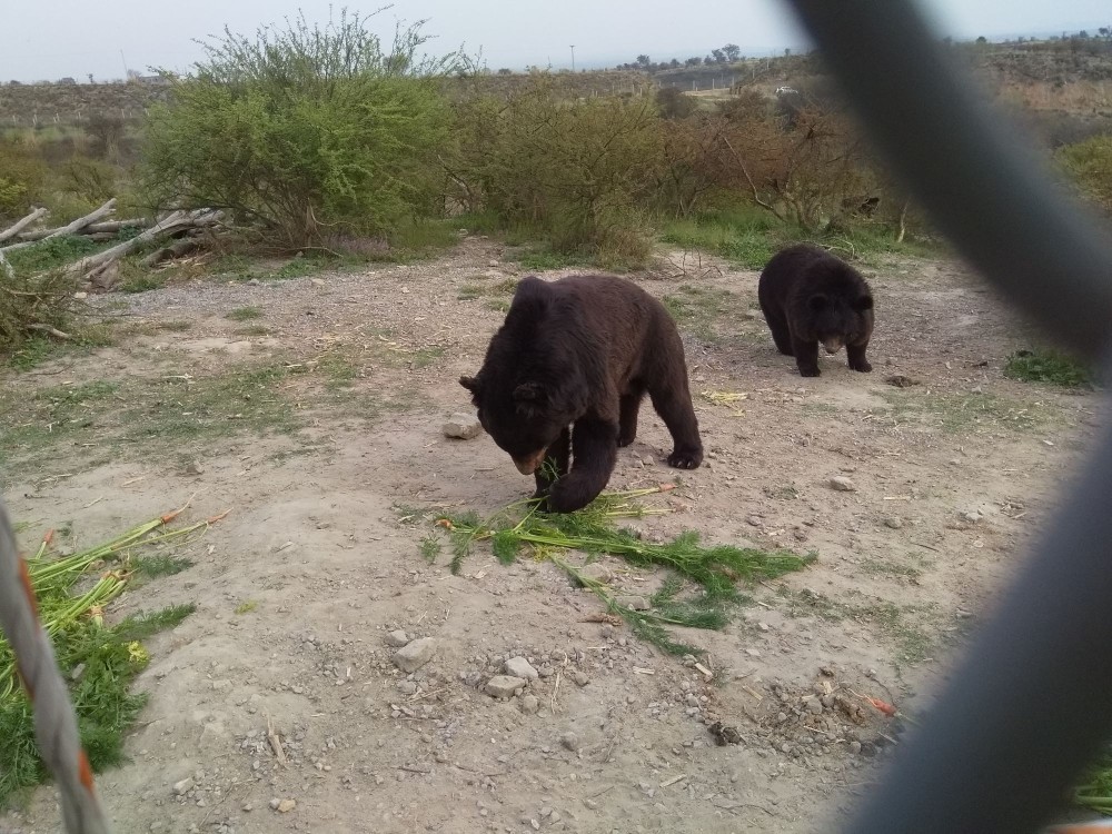 Organic farm grows carrots for Balkasar bears