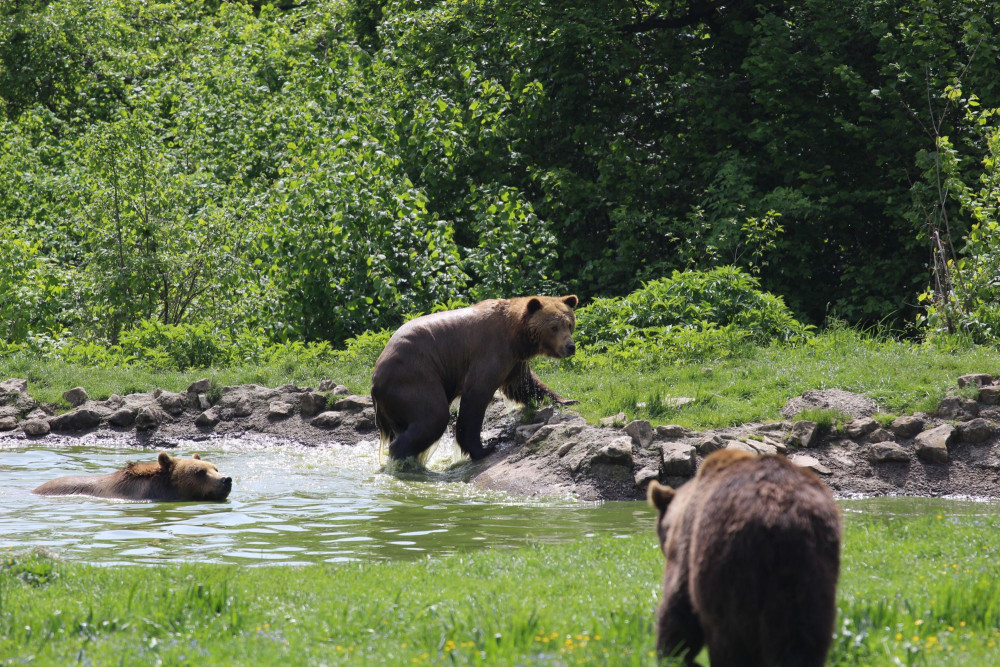 How animals keep cool in the heat