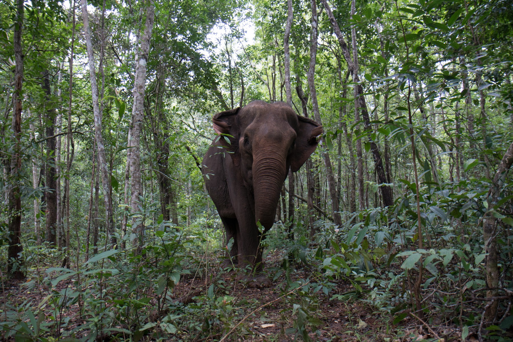 5 ways to protect animals from home | World Animal Protection
