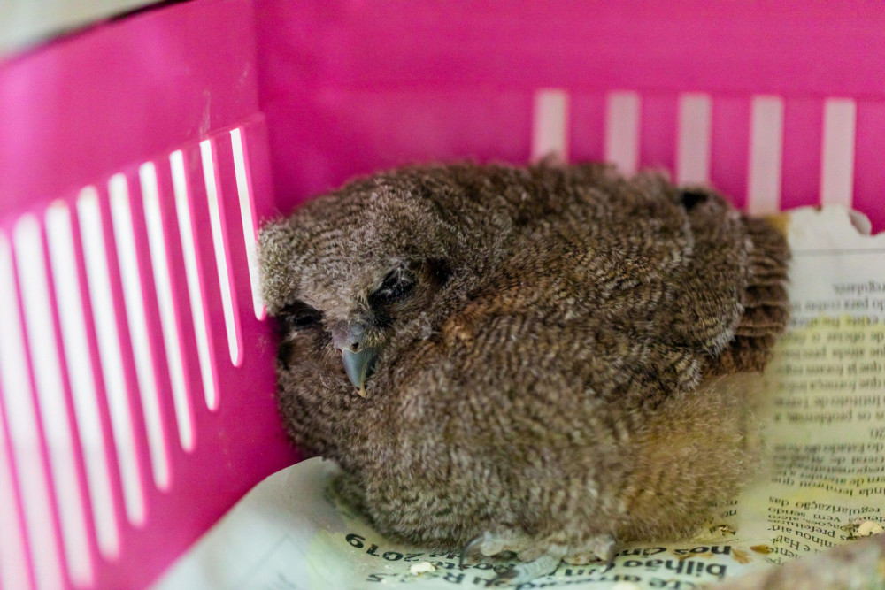 Helping animals in Amazon wildfires | World Animal Protection