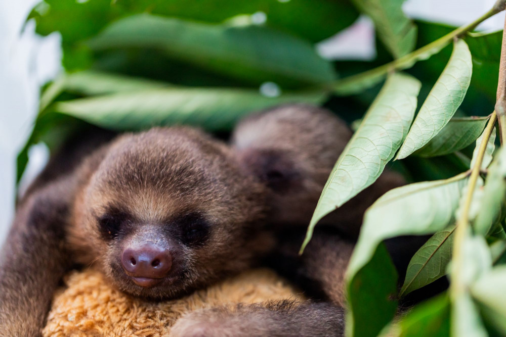 Helping animals in Amazon wildfires | World Animal Protection