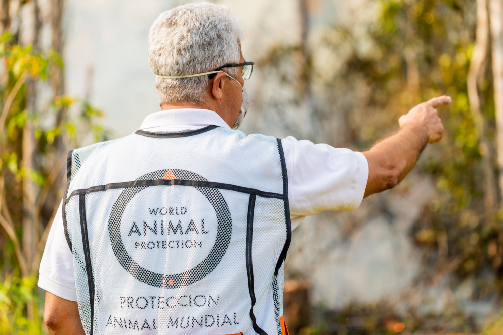 Saving baby animals in the Amazon | [site:name]