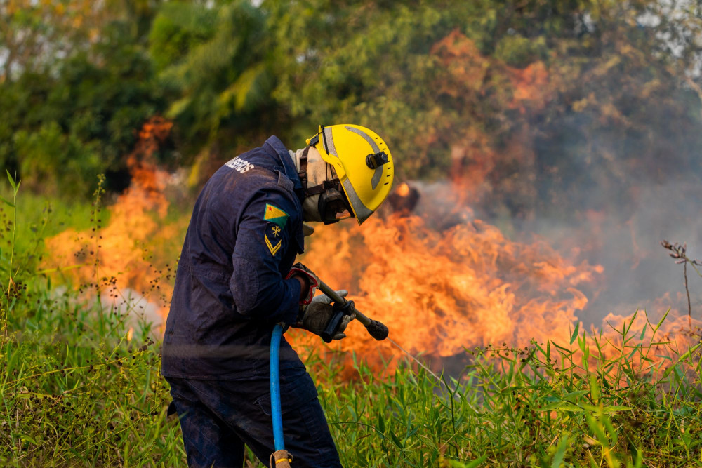 Helping animals in Amazon wildfires | World Animal Protection