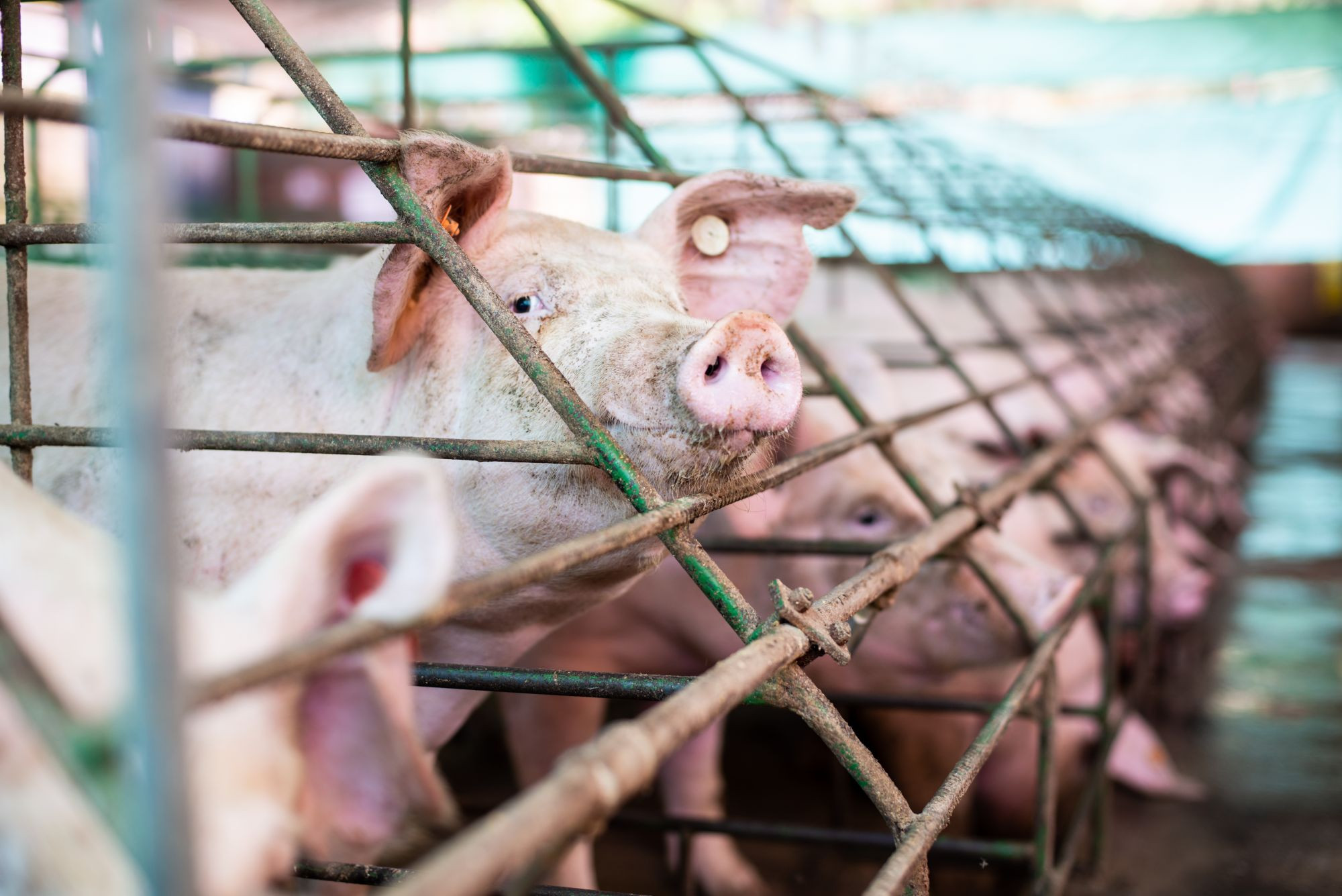 The global antibiotics crisis in farm animals