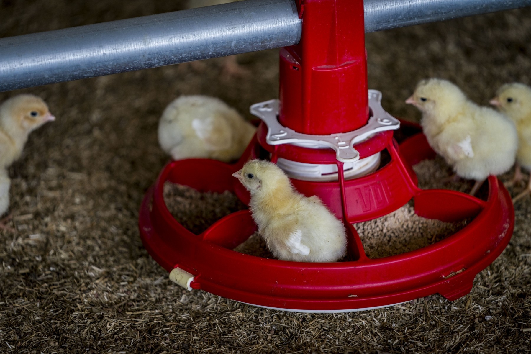 5 tips for choosing higher welfare meat