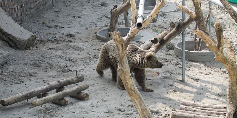 New expansion opens at Balkasar bear sanctuary