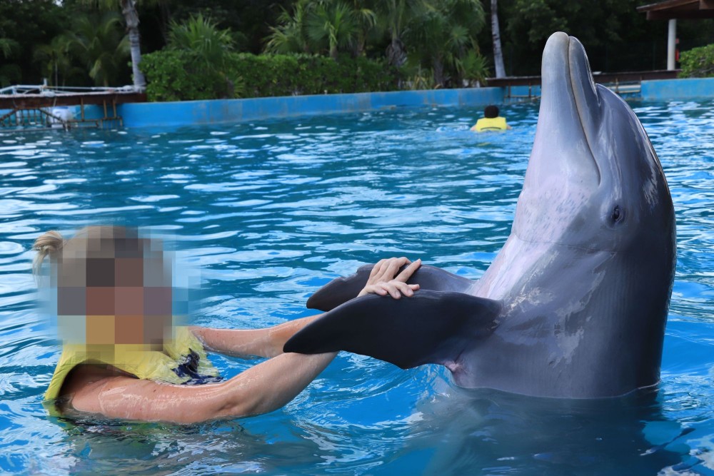 5 reasons you shouldn't swim with dolphins | World Animal Protection