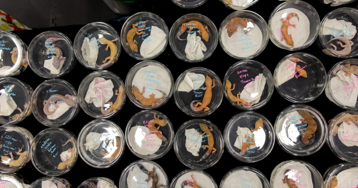 7 reasons not to keep wildlife as exotic pets | World Animal Protection