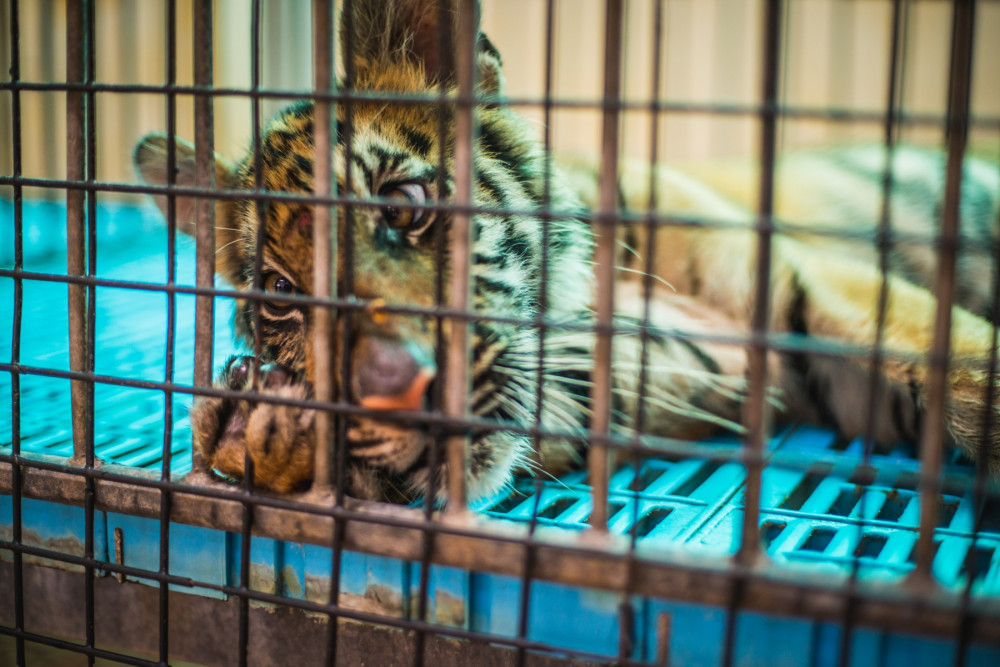 Why is it cruel to keep wild animals as pets?