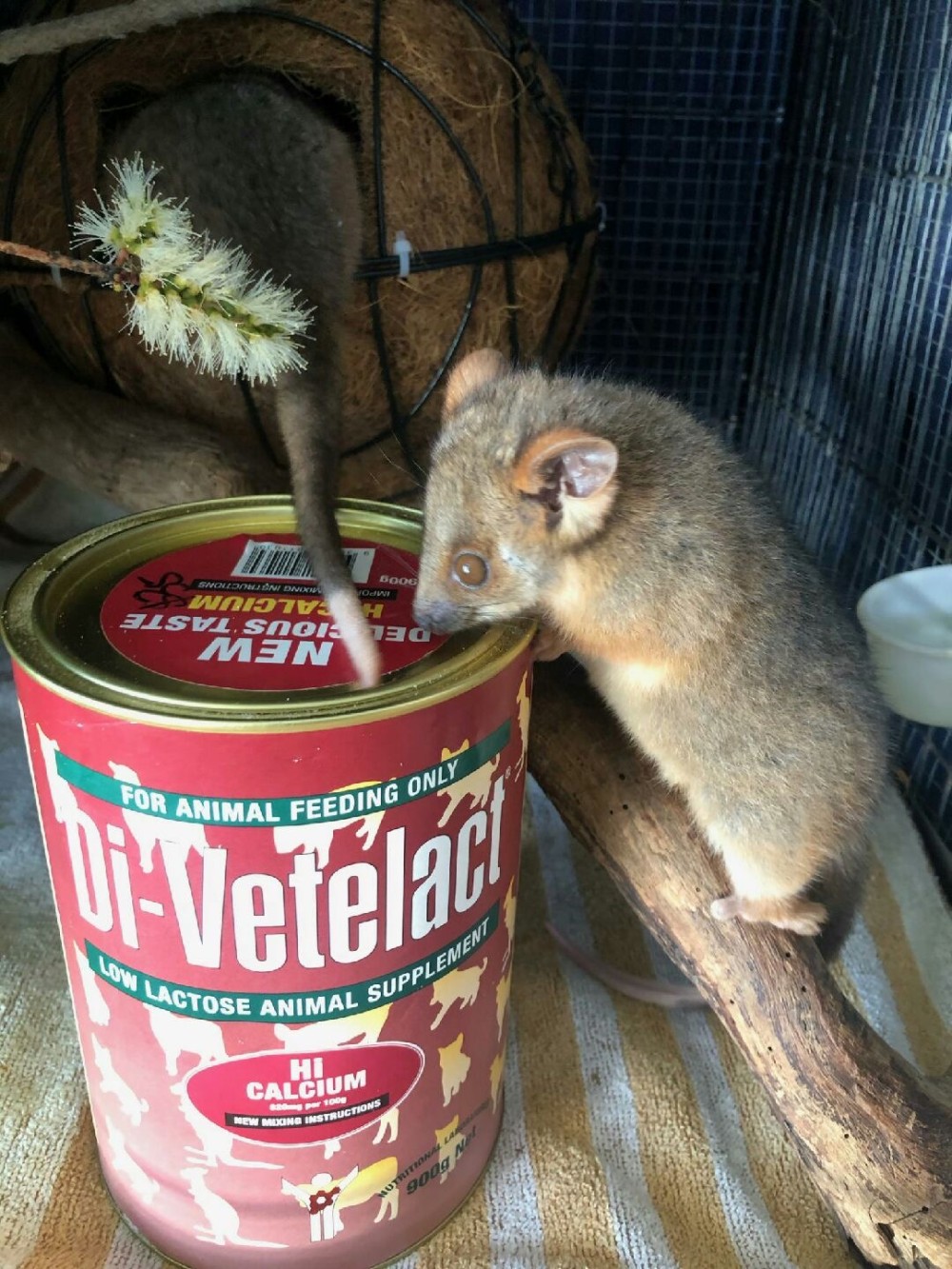 Helping Australia's wildlife recover | World Animal Protection