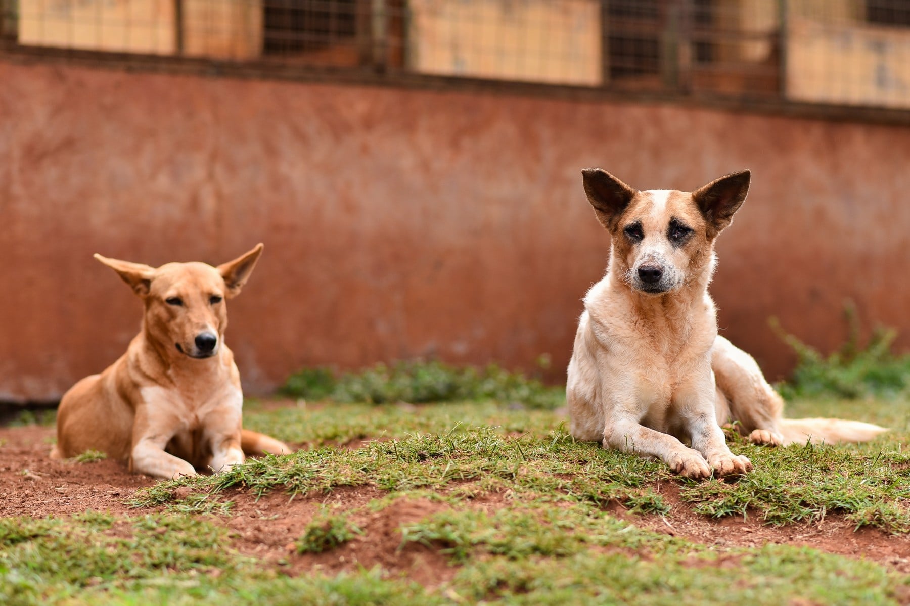 Chien Atteint De La Rage A Cause De La Morsure D'un Chien Enragé.. Un