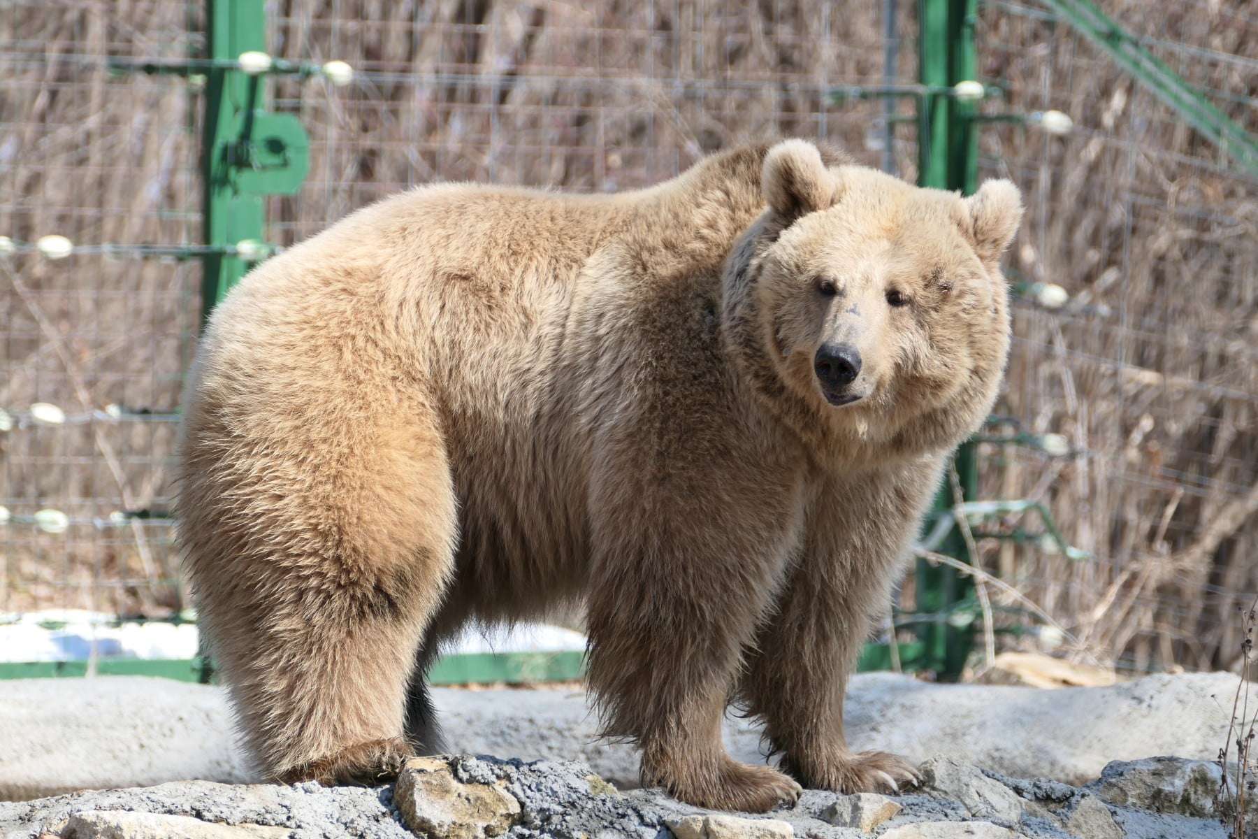 Bear rescued from war-torn Ukraine | World Animal Protection