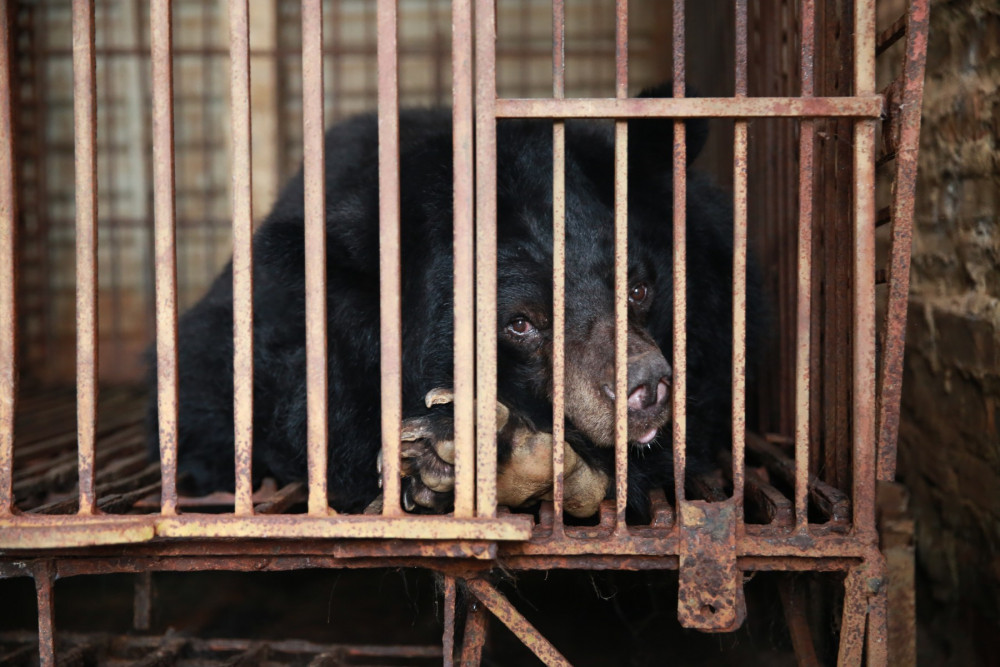 A day in the life of a bear on a bear bile farm