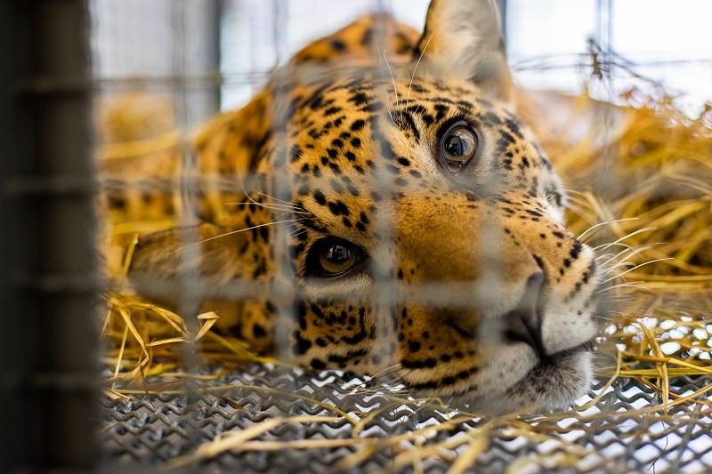 Rescued jaguar cub begins rehab | World Animal Protection