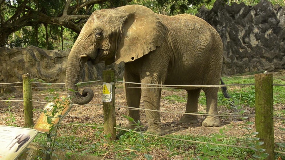 Saving Mundi the captive elephant | World Animal Protection
