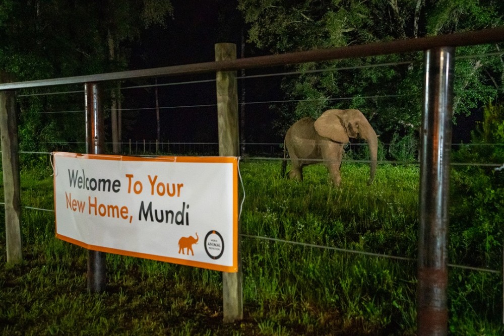 Saving Mundi the captive elephant | World Animal Protection