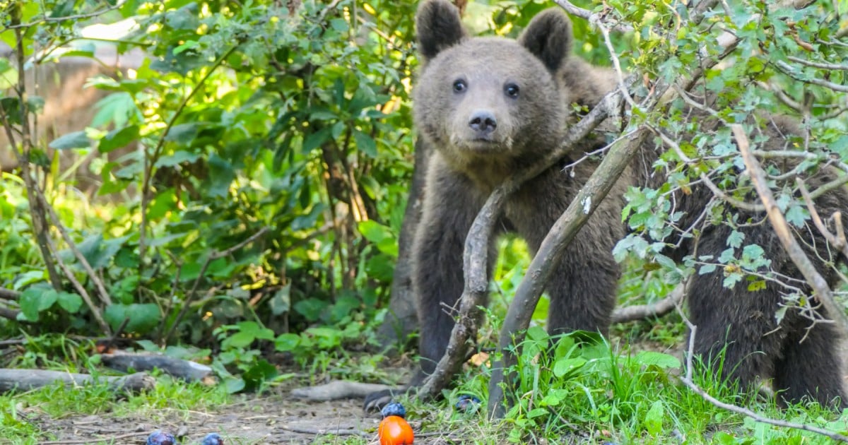 Four more bears find sanctuary