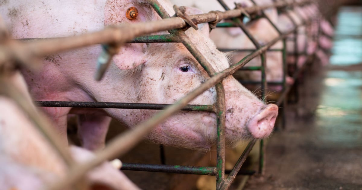 Use of antibiotics in farmed animals
