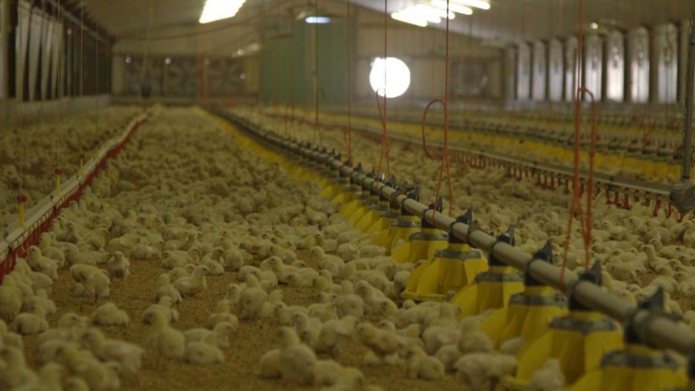 The real secret chicken recipe exposed