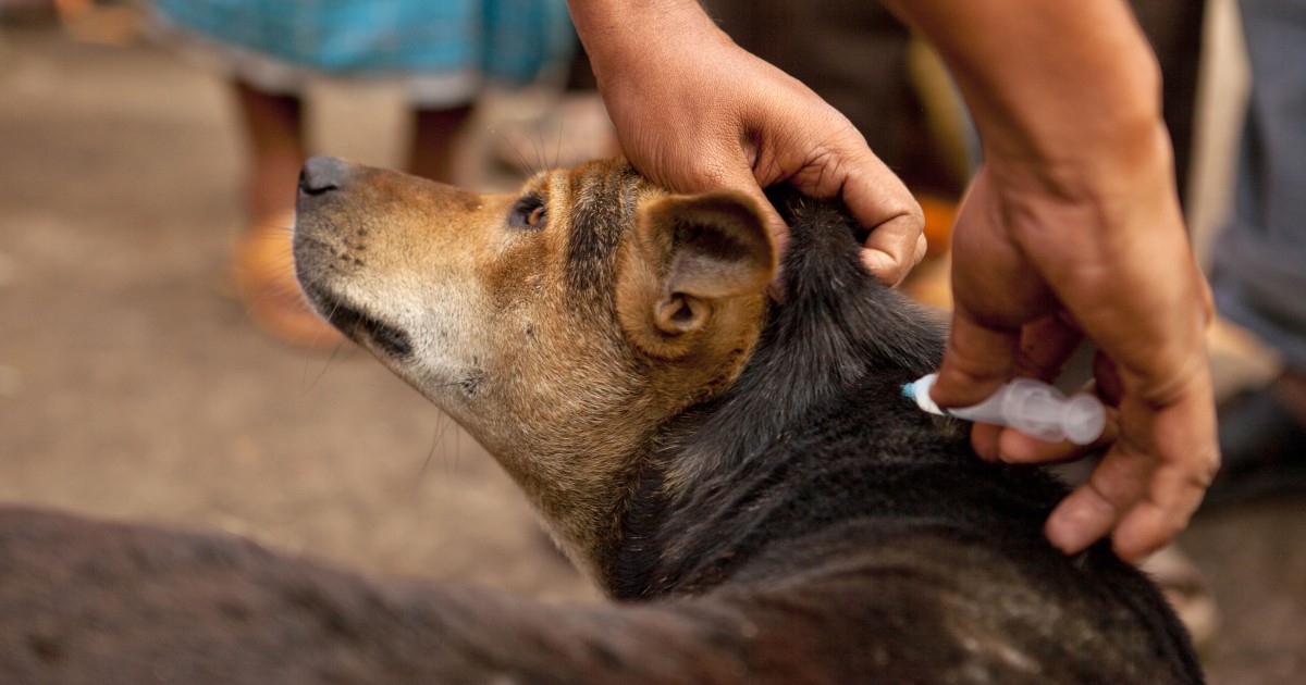 Call to gov to commit to end rabies | [site:name]
