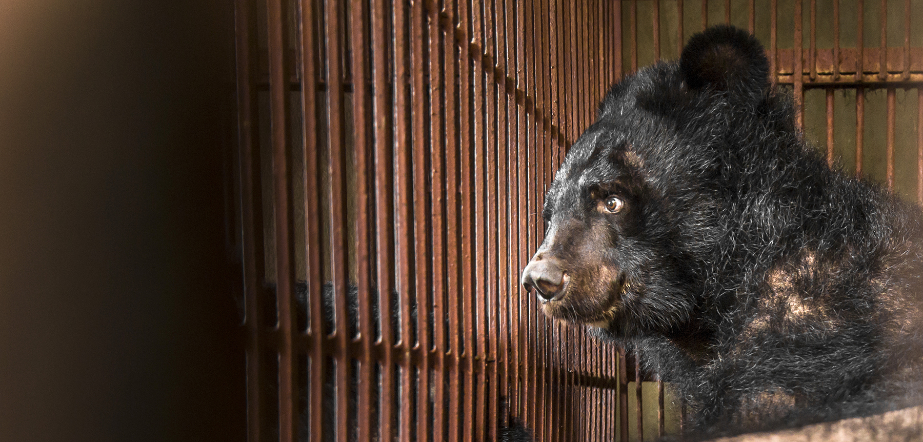 Bear bile | World Animal Protection
