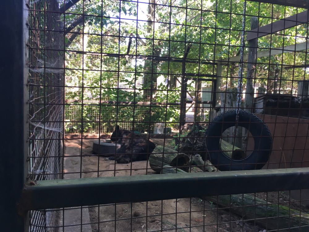 Ben, Canada’s loneliest bear | [site:name]