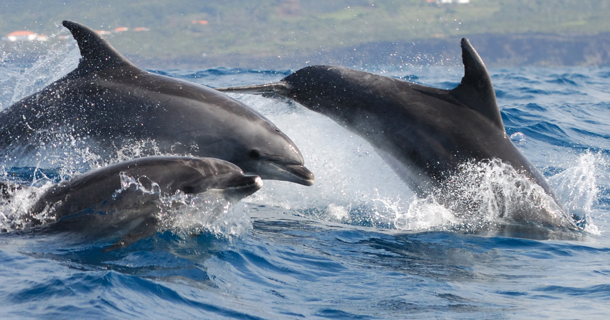 Response to dolphin farming plans Japan | [site:name]