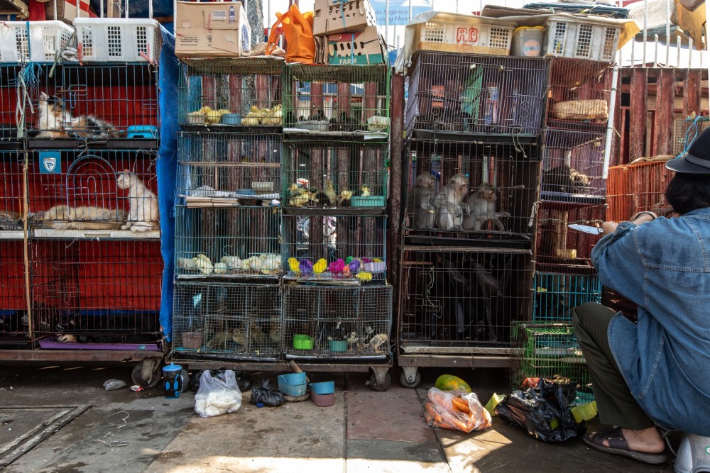 Ending the wildlife trade must be G20 priority | World Animal Protection