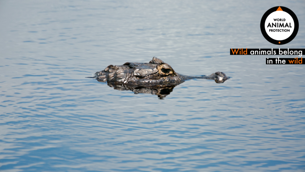 Wild animal Zoom backgrounds | World Animal Protection