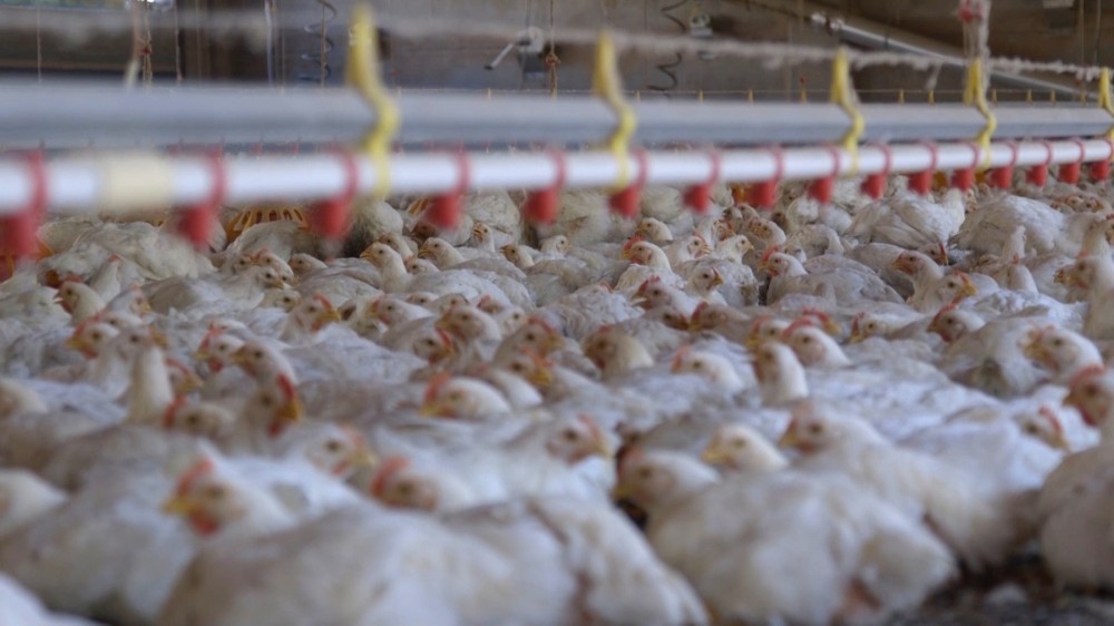 Overuse of antibiotics on industrial farms | World Animal Protection