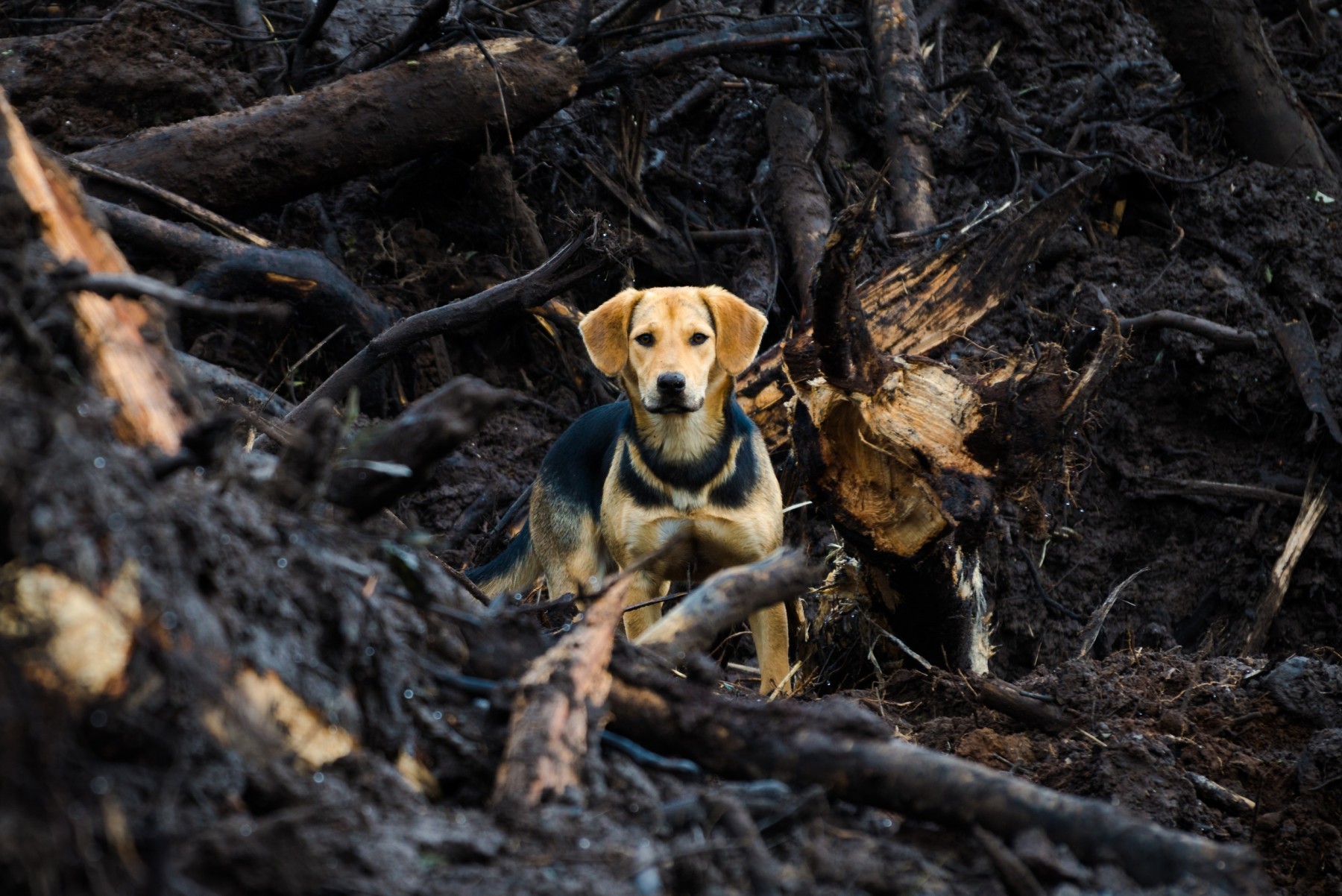 224 million animals protected in 2020 | World Animal Protection