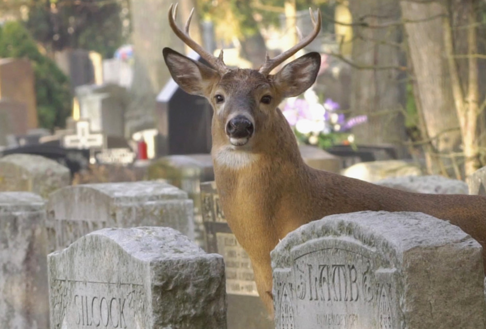 March Break: Your Urban Wildlife Adventure