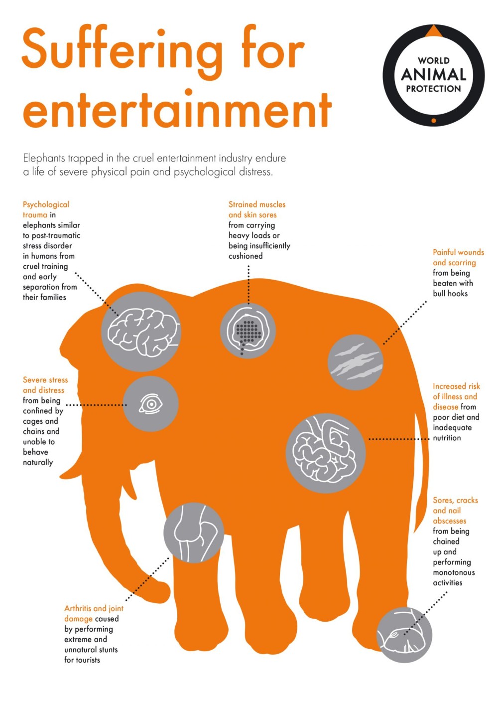 Elephants suffer for entertainment-infographic