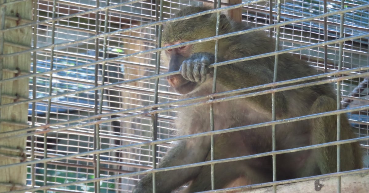 Secretly recorded footage exposes the horrific conditions at roadside zoos