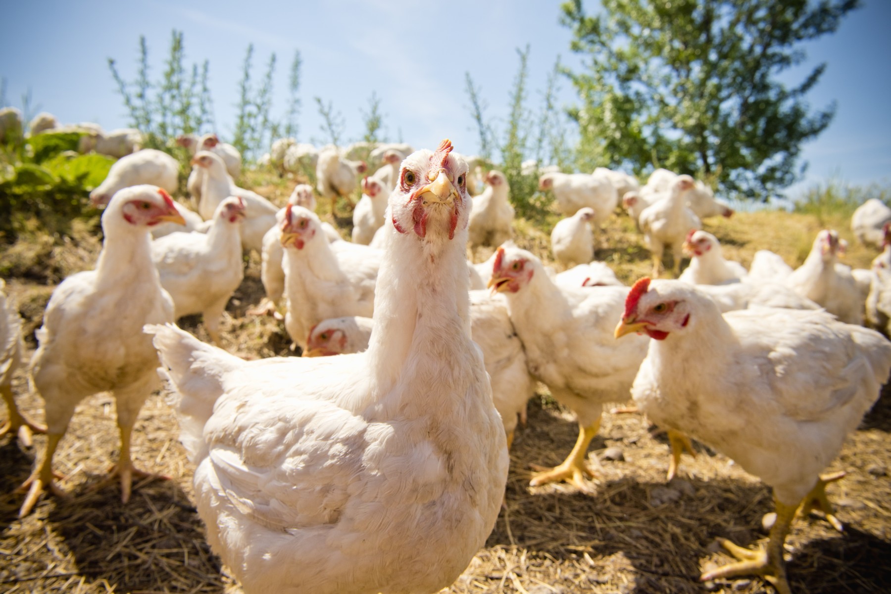 Help animals this Earth Day | World Animal Protection