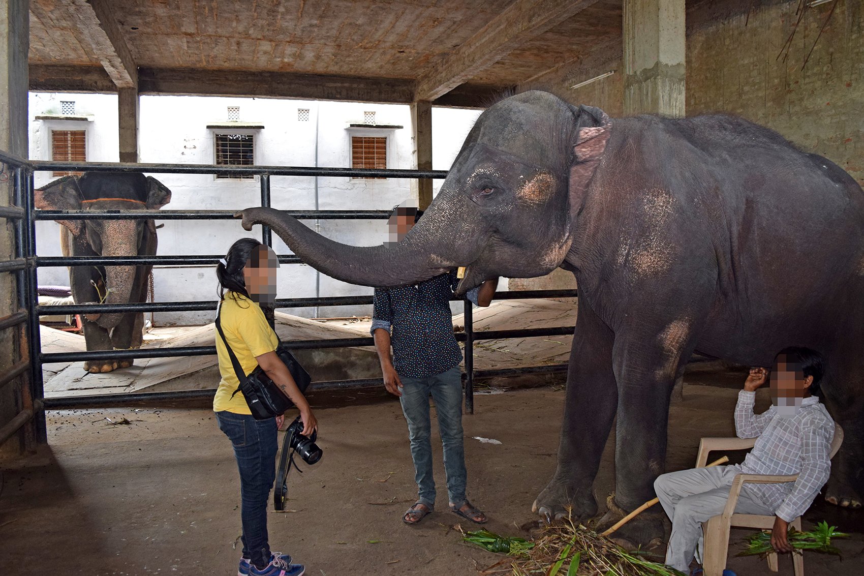 Elephants suffer for entertainment-infographic