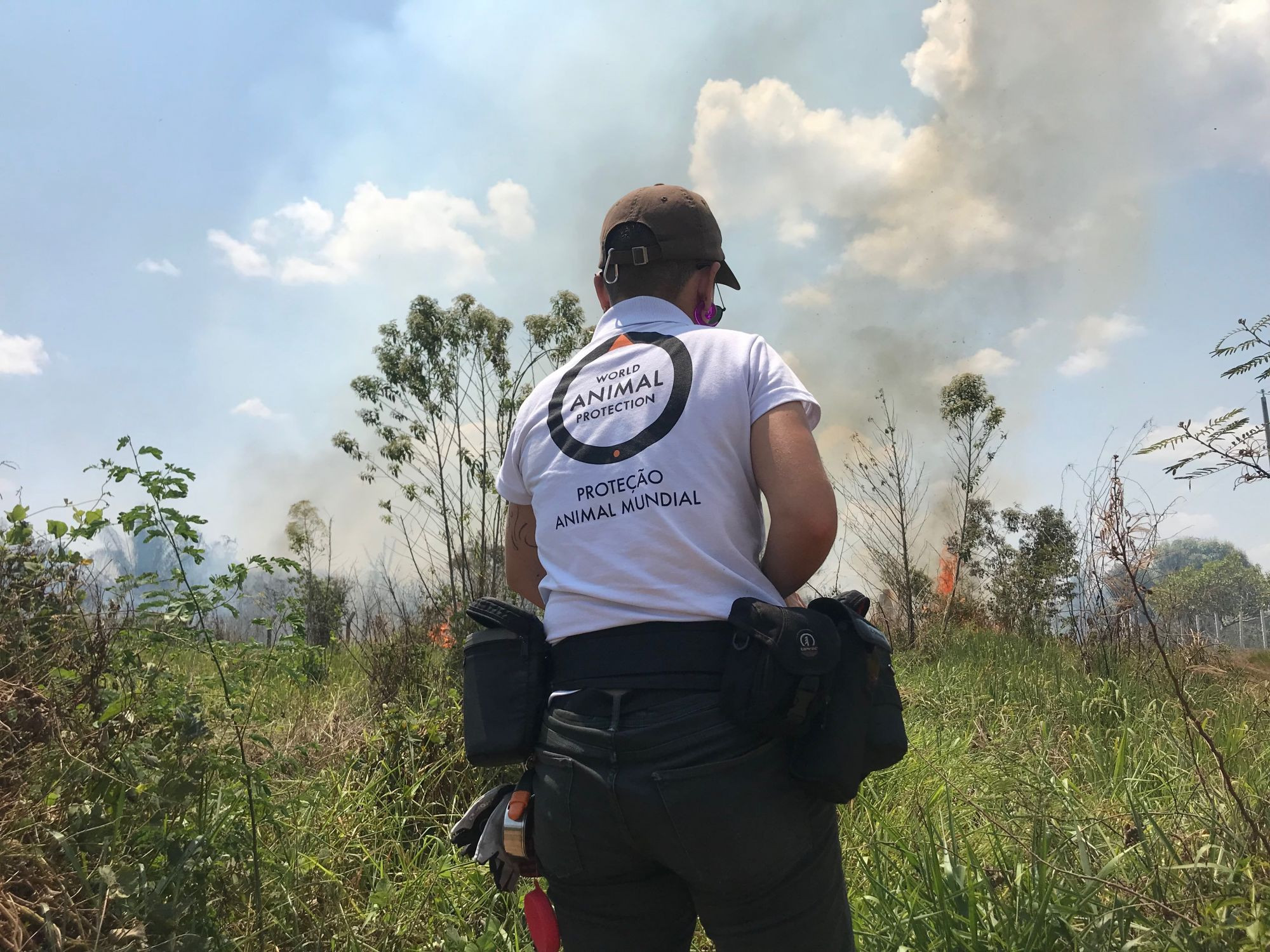 224 million animals protected in 2020 | World Animal Protection