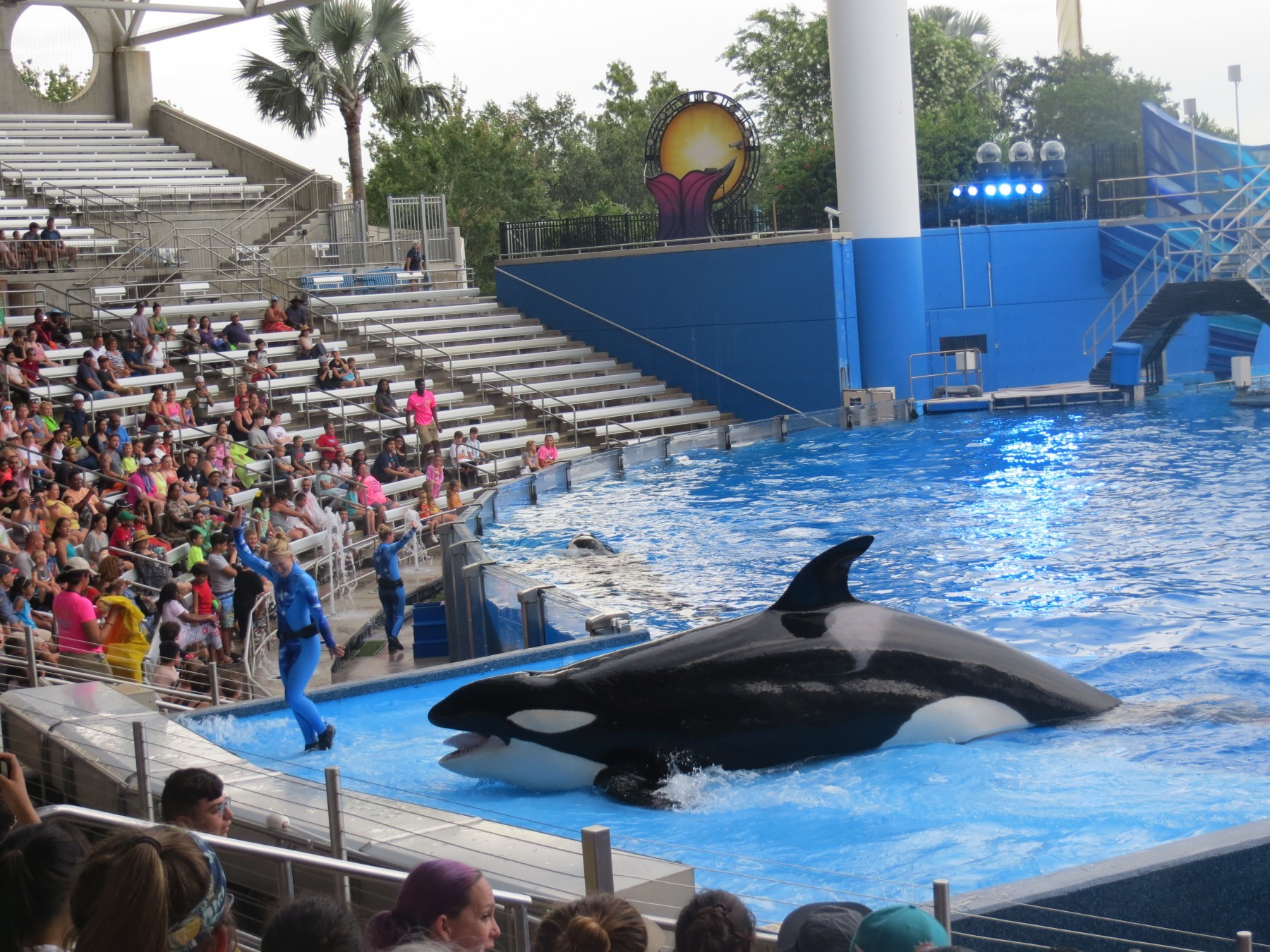 How documentary Blackfish impacts SeaWorld | [site:name]