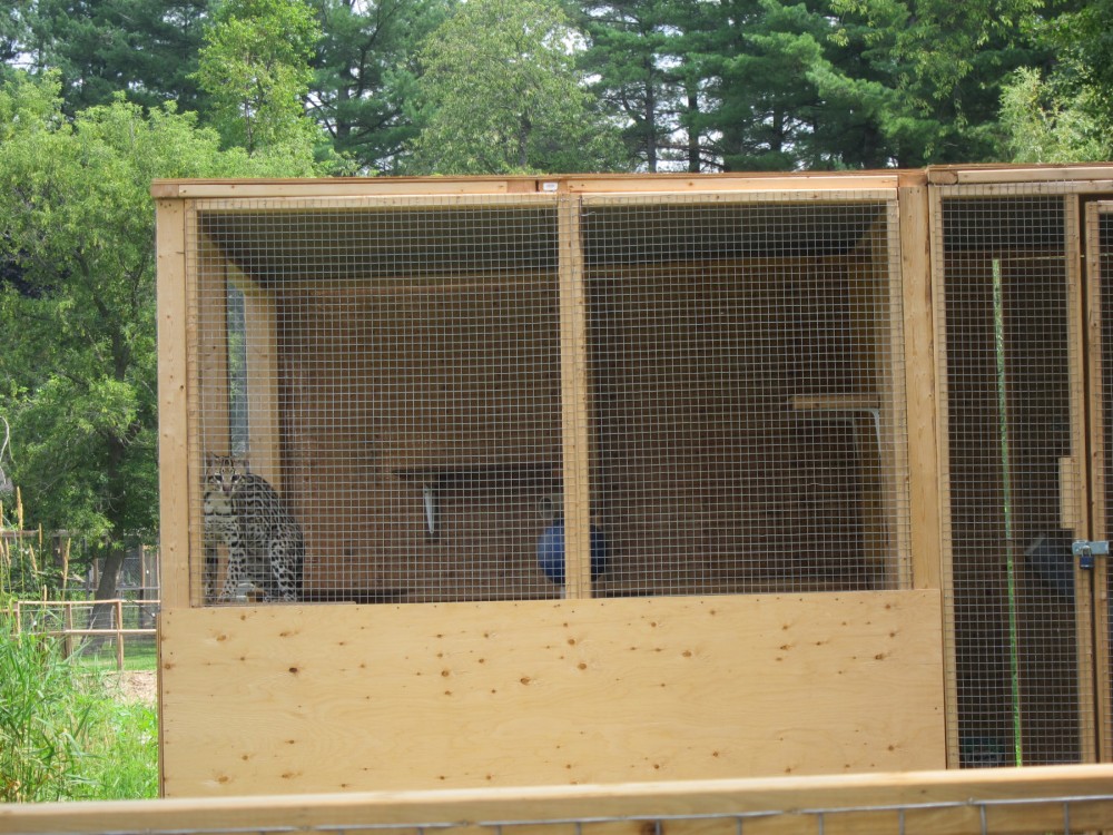 Ontario’s roadside zoo problem | World Animal Protection