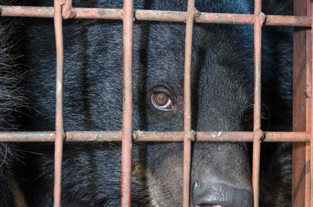 Using financial intelligence to fight the illegal wildlife trade