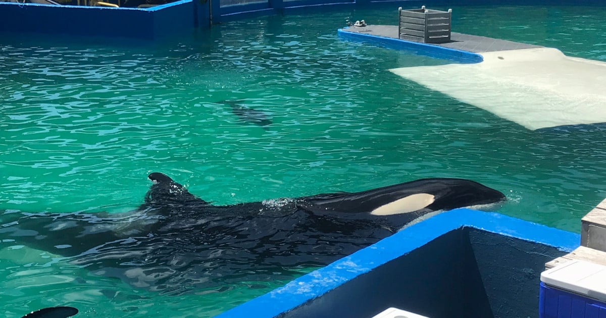 Tokitae (Lolita) dies after 52-years captive | [site:name]